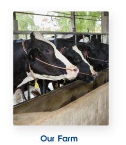 Govind Milk & Milk Products - Fresh and Nutritious Dairy Products